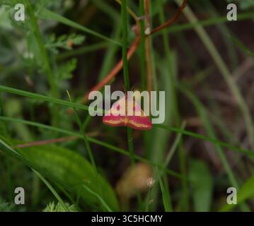 Purple-barred Yellow moth - Lythria cruentaria, beautiful colored moth ...