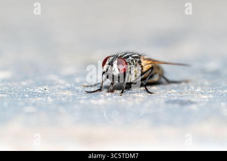 Housefly Musca domestica closeup on flat surface, macro detail of ...