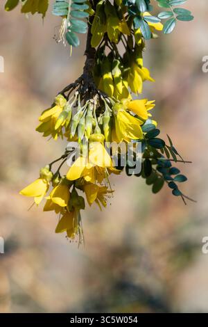Close up of weeping kowhai (sophora microphylla) flowers in bloom Stock ...