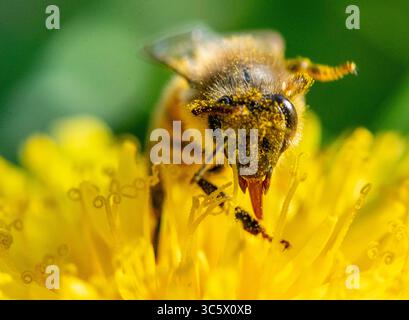 A BEE IS COVERED IN POLLEN AS IT FORAGES IN A HOLLYHOCK AT FURZEY ...