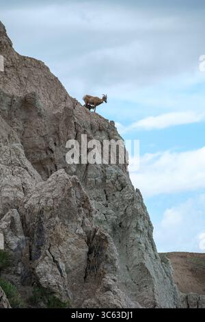 Bighorn sheep ewe in Badlands National Park, South Dakota Stock Photo ...