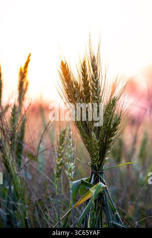 wheat ear growing in agricultural field, green unripe cereals, closeup ...