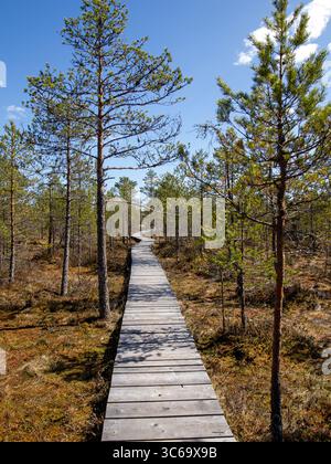 Wooden boardwalk winding through a peat bog wetland surrounded by pine ...