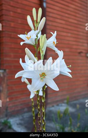 White lilium lily flowers, symbol of love and innocence close up Stock ...