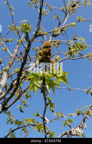 Liquidambar styraciflua fresh leaves and inflorescence Stock Photo - Alamy