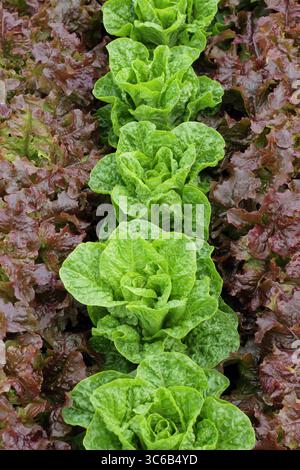 Green and red lettuce varieties planted in greenhouse. Lettuce (Lactuca ...