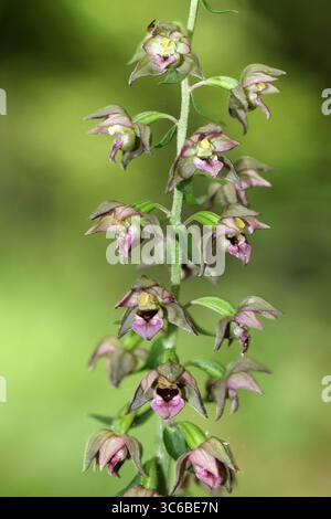 Broad-leaved helleborine (Epipactis helleborine Stock Photo - Alamy