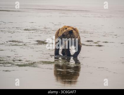 Bear on Alaska Stock Photo - Alamy