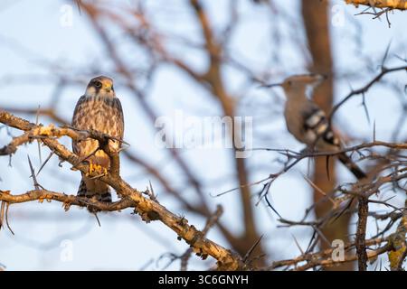 A young Red-footed Falcon perches quietly on a branch in its natural ...