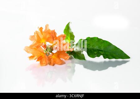Orange Firecracker flower ( Crossandra infundibuliformis ) isolated on ...