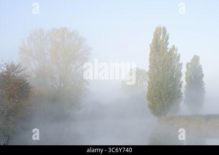 Lip with Canada poplar (Populus x canadensis, Populus x euramericana ...