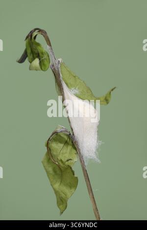Tree of God moth (Samia cynthia Stock Photo - Alamy