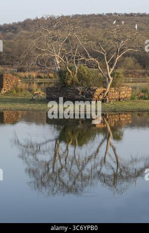 Ranthambore National Park, tree, landscape, India Stock Photo - Alamy