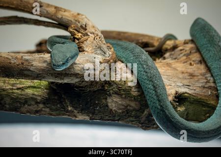 Portrait of blue insularis pit viper Stock Photo - Alamy