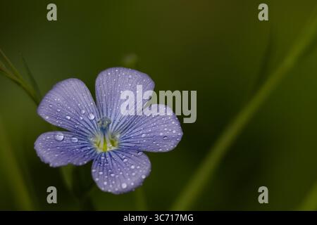 A detailed macro photograph showcasing the delicate petals of a pink ...