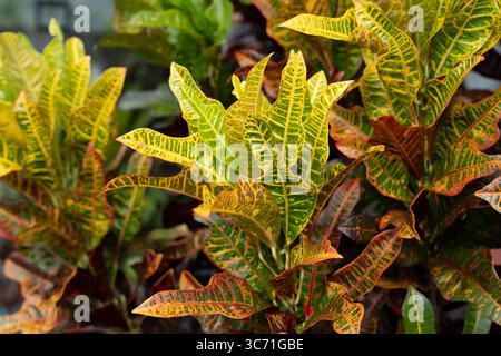 Close-up of a multi-colored Codiaeum variegatum croton plant with large ...