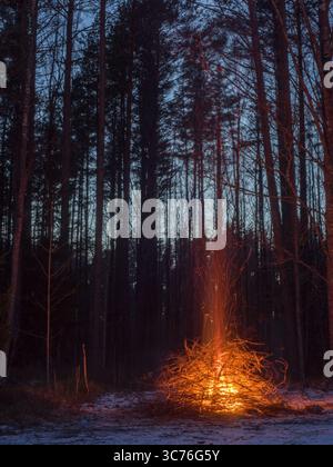 tall pine trees silhouetted in front of pastel clouds and sun Stock ...