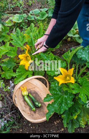 Cucurbita pepo 'All Green Bush' Courgette close up of mature fruit ...