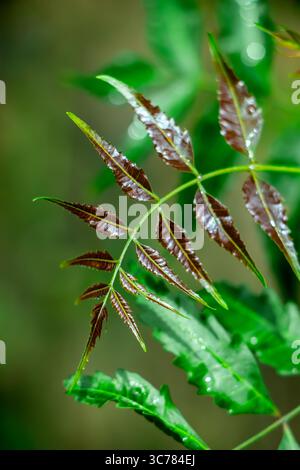 Closeup of Neem , Margosa, Indian lilac, Nim, Azadirachta indica flower ...