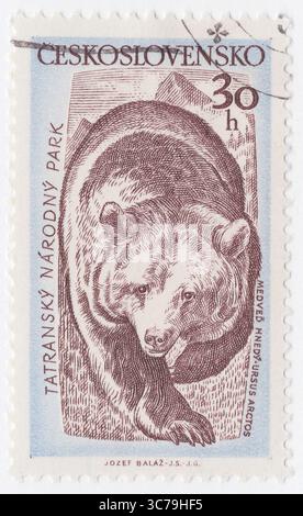 wild brown bear in Tatra mountains of Slovakia Stock Photo - Alamy