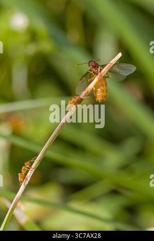 A macro of an ant on the grass with blurred background Stock Photo - Alamy