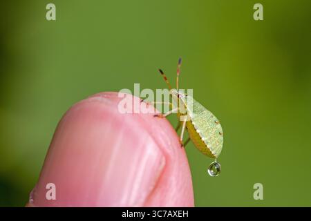 Hand with thumb up lateral view Stock Photo - Alamy