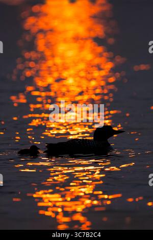 Common Loon Gavia immer Maple Lake, Minnesota, USA 1 June 2025 Adult ...