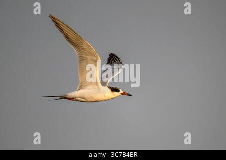 Forster's Tern Sterna forsteri Osakis, Minnesota, USA 28 May 2025 Adult ...