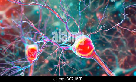 Illustration of Purkinje neurons, showing large, branching neurons of ...