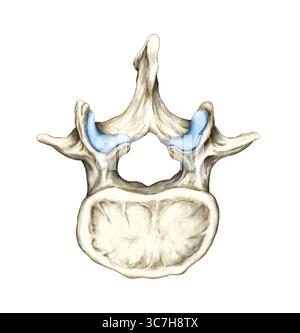 Lower back bone with joints, illustration Stock Photo - Alamy