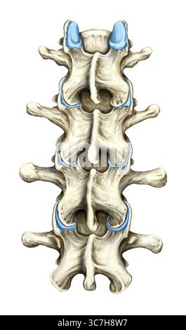 Posterior view of Lumbar Vertebrae Stock Photo - Alamy