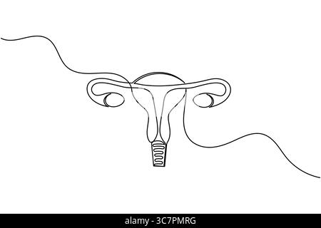 line fallopian tubes with uterus to human anatomy Stock Vector Image ...