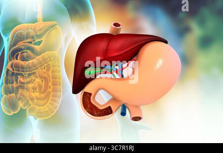Pancreas 3D rendering illustration anterior or front view close-up ...