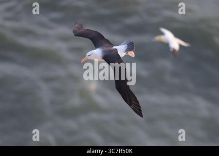 Famous returning adult Black-browed Albatross on Heligoland, Germany ...