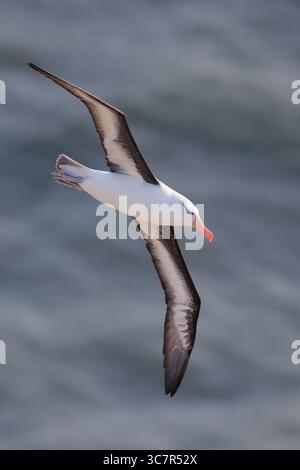 Famous returning adult Black-browed Albatross on Heligoland, Germany ...