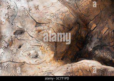 Traces of parasites on a dry, old tree, closeup Stock Photo - Alamy
