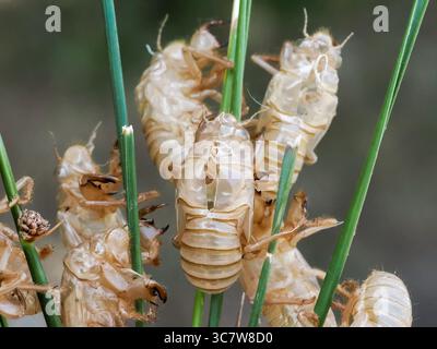 Close-up photo of empty cicada shell isolated on white background Stock ...