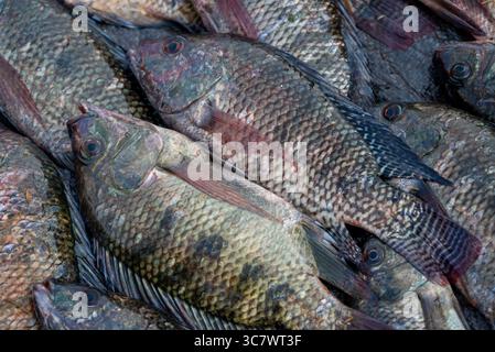 alive tilapia fishes for sale, life tilapia fish in supermarket Stock ...