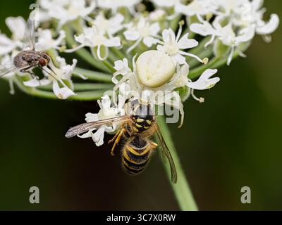 A macro shot of a flower crab spider with prey Stock Photo - Alamy