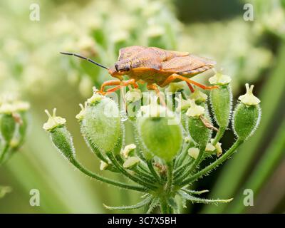 Macro frontal photograph of Carpocoris purpureipennis, a brightly ...