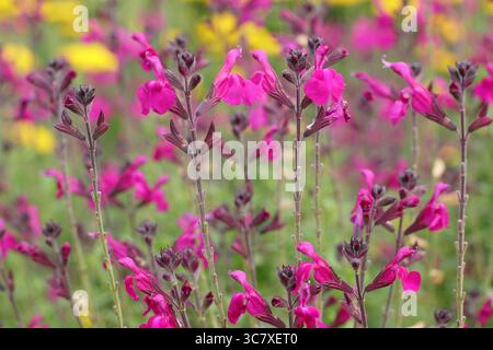 Salvia Raspberry Royal Stock Photo - Alamy