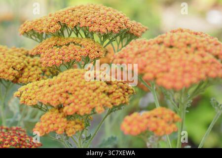 Vibrant orange flowerheads of Achillea millefolium 'Sassy Summer Sunset ...