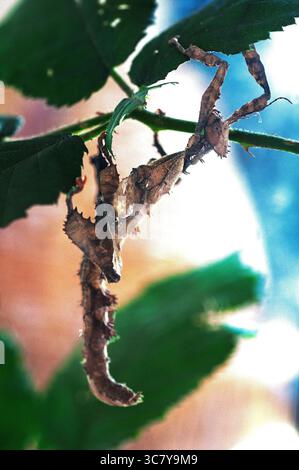 Giant Spiny Stick Insect - on branch - grows to 20cm or more Stock ...