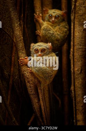Portrait of a tarsius or tarsier (Tarsius spectrumgurskyae) in Tangkoko ...