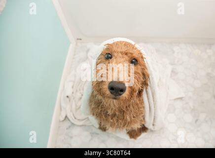 Overhead view of a wet miniature goldendoodle (groodle) puppy sitting ...