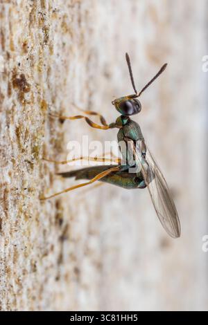 A female eupelmid wasp (Calosota sp.) oviposits into a decaying tree ...