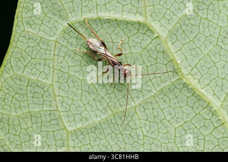 Braconid Wasp (Spathius sp.) - Female Stock Photo - Alamy