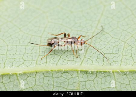 Braconid Wasp (Spathius sp.) - Female Stock Photo - Alamy