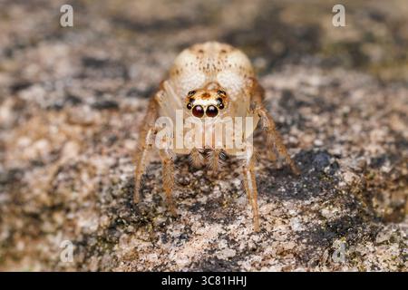 Sylvan Jumping Spider (Colonus sylvanus Stock Photo - Alamy