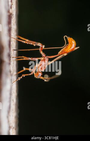 A female Braconid Wasp (Spathius sp.) oviposits into the side of a dead ...